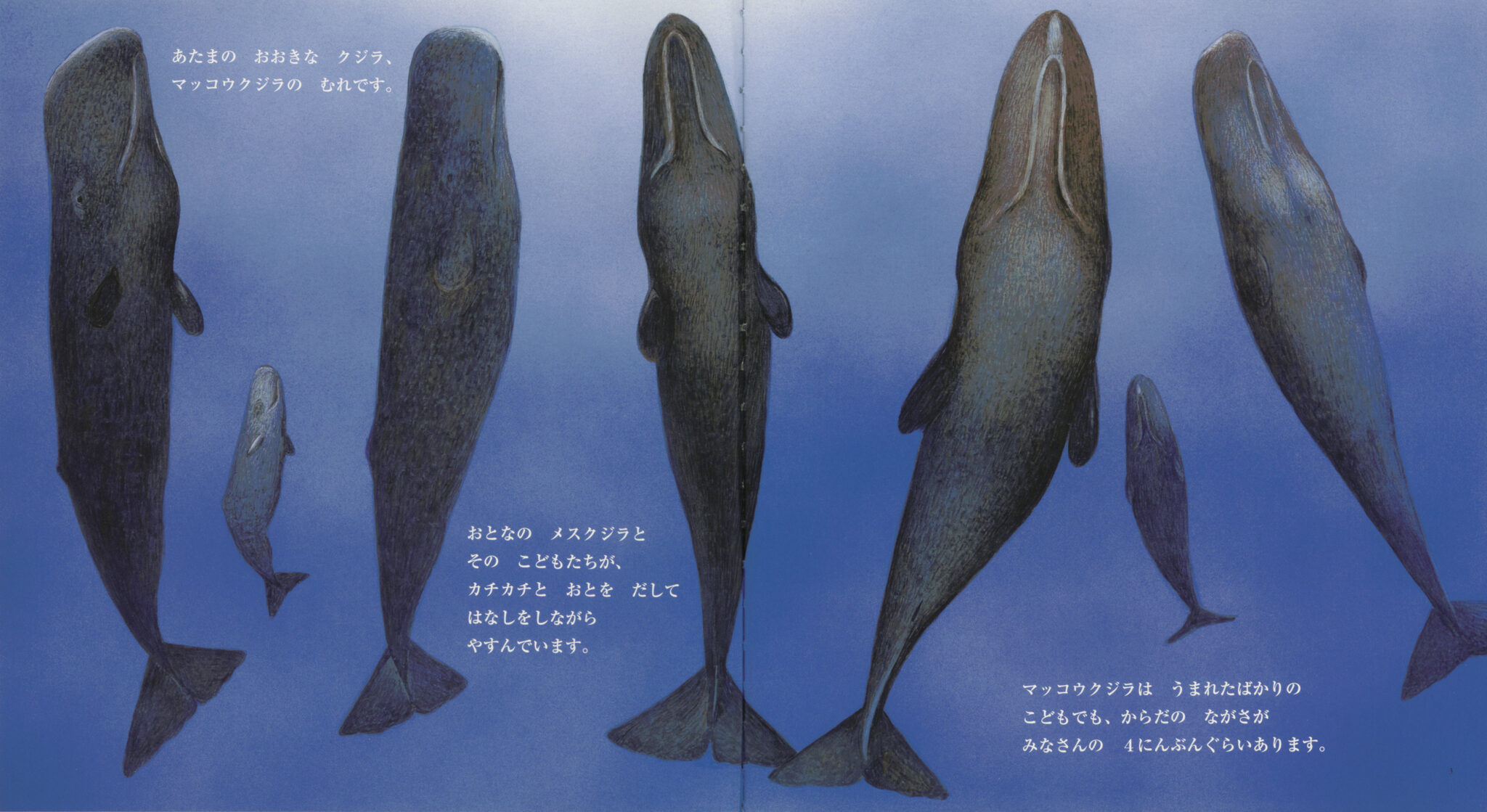 かがくのとも2025年1月号『マッコウクジラ』 | こどものとも ひろば